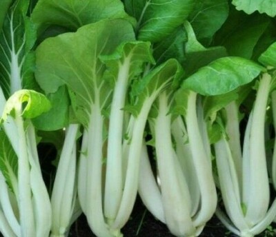 PAK CHOI SEEDS 300+ BOK CHOY Asian culinary VEGETABLES microgreens FREE ...