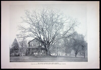Rathbone Elm Marietta Ohio Photo Print 1910 Tree Is 150 Feet In ...