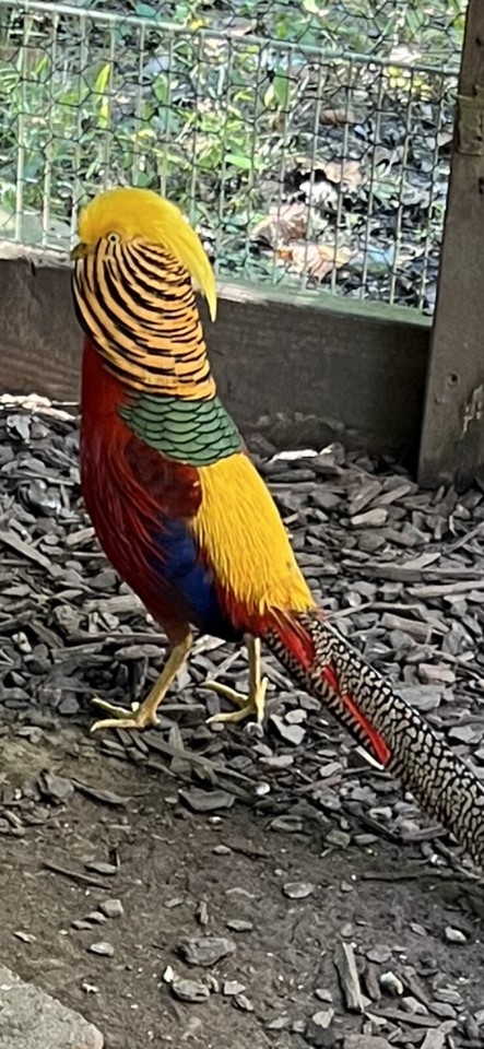 4 Red Golden PHEASANT HATCHING EGGS Ships Now Last Eggs Available This ...