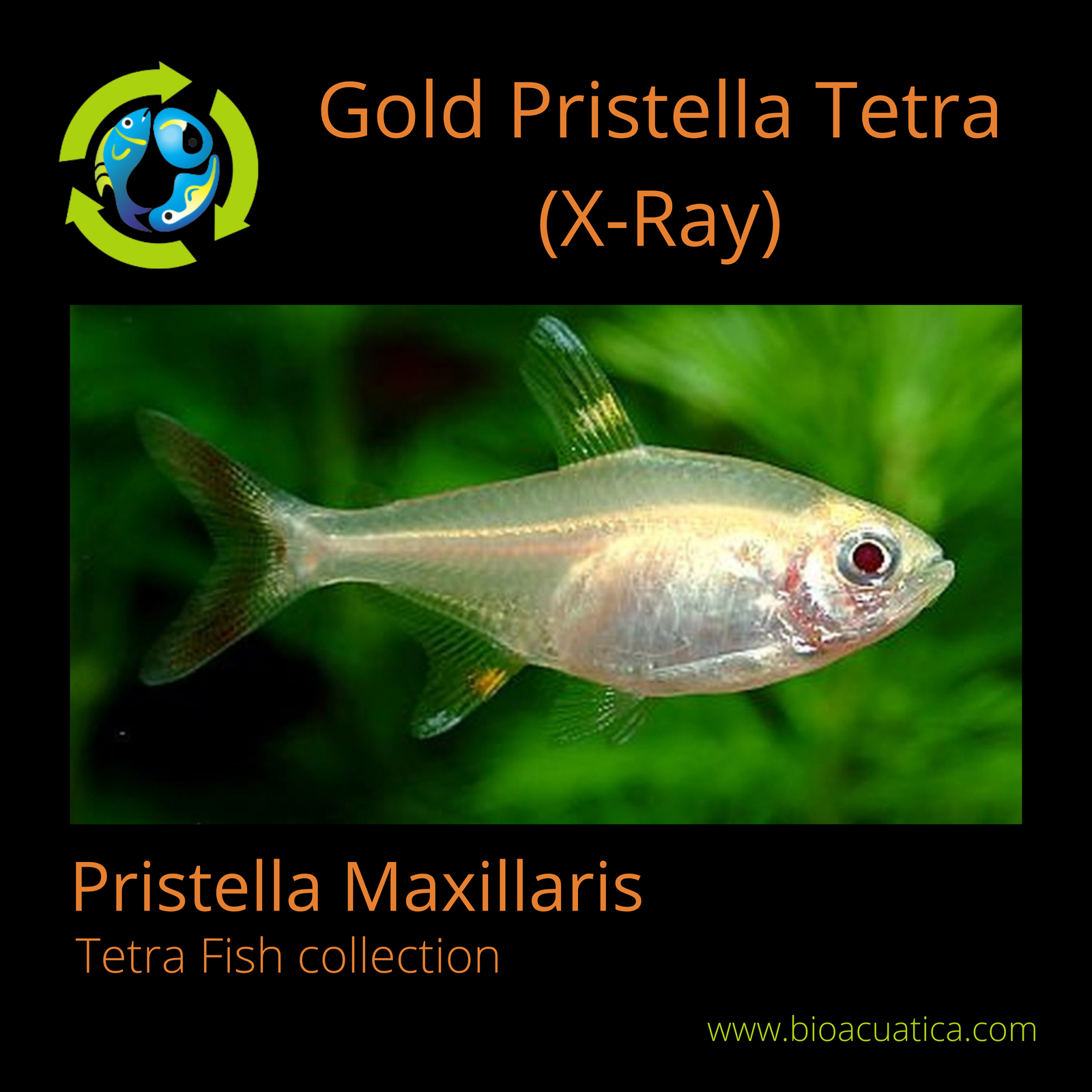 5 BEAUTIFUL GOLD PRISTELLA TETRA X-RAY (Pristella Maxillaris) | eBay