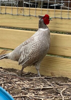 10+ Ringneck Pheasant Mutation Eggs- MIXED MUATATIONS | eBay