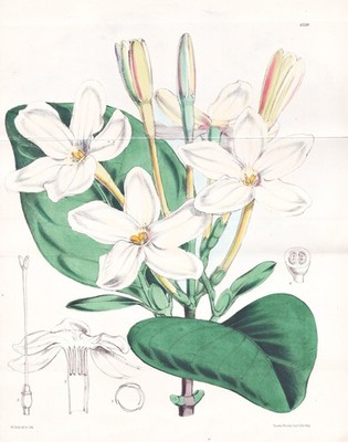 Cosmibuena Obtusifolia New Granada Botanik flower botany lithograph ...