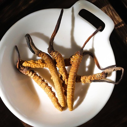 china Wild Tibetan Aweto Chinese Caterpillar Fungus Cordyceps Sinensis ...
