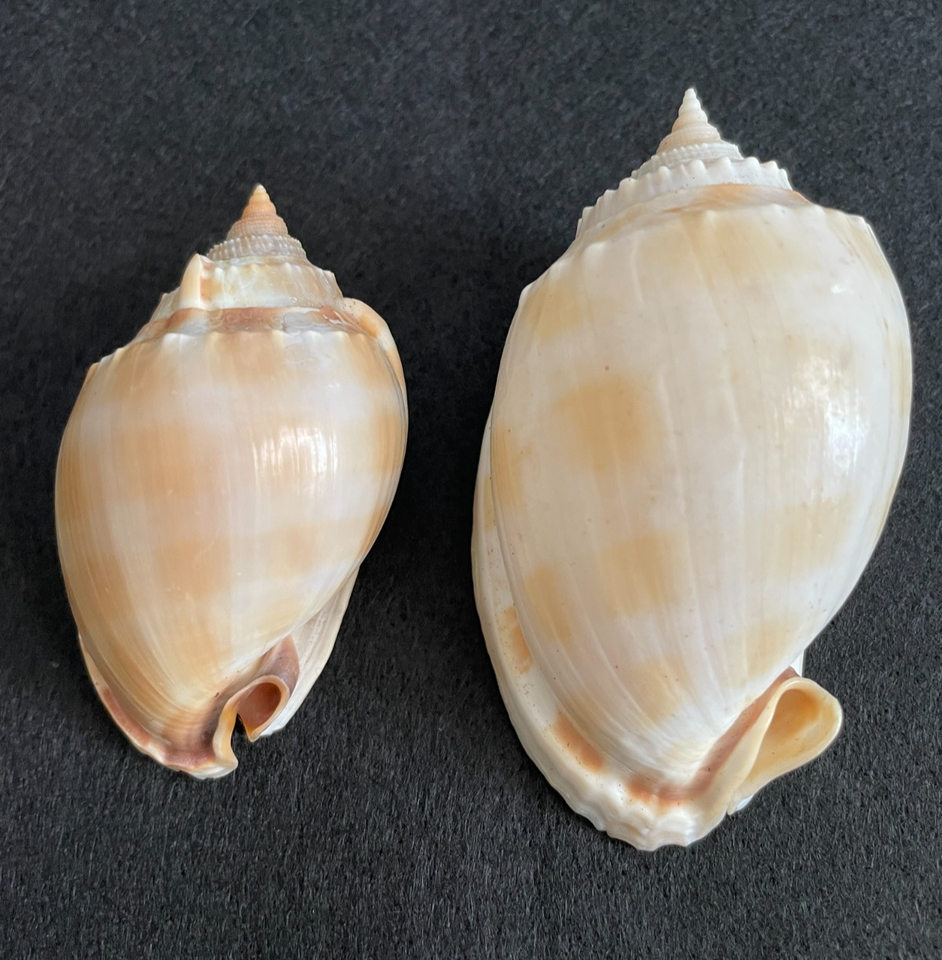 2 Phalium bandatum Perry 73 mm w/o Australia & 90 mm Philippines | eBay