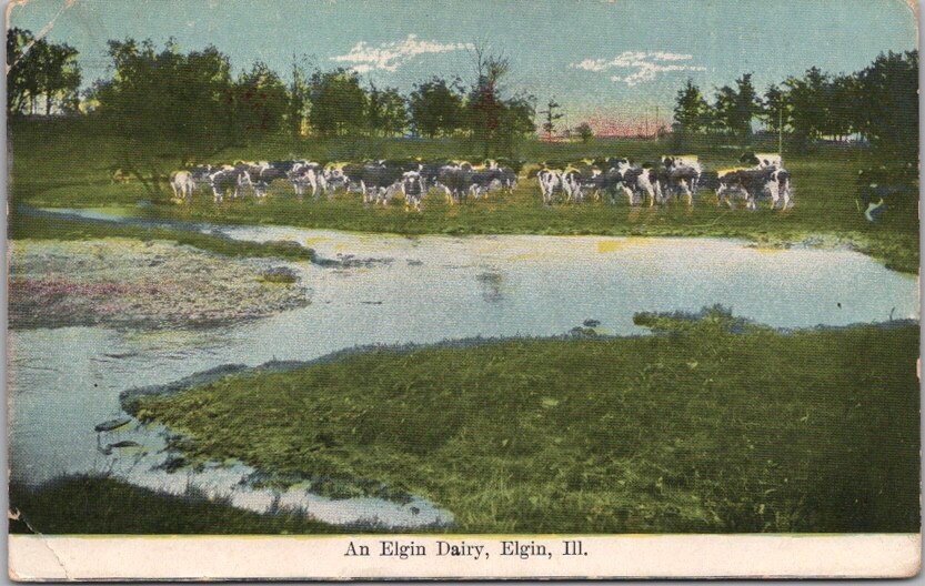 Vintage ELGIN, Illinois Postcard "An Elgin Dairy" Cattle Cows / 1908 IL ...