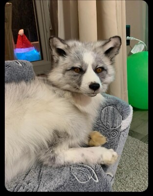 Stunning Real Fox Fluffly White Fur Posable | eBay