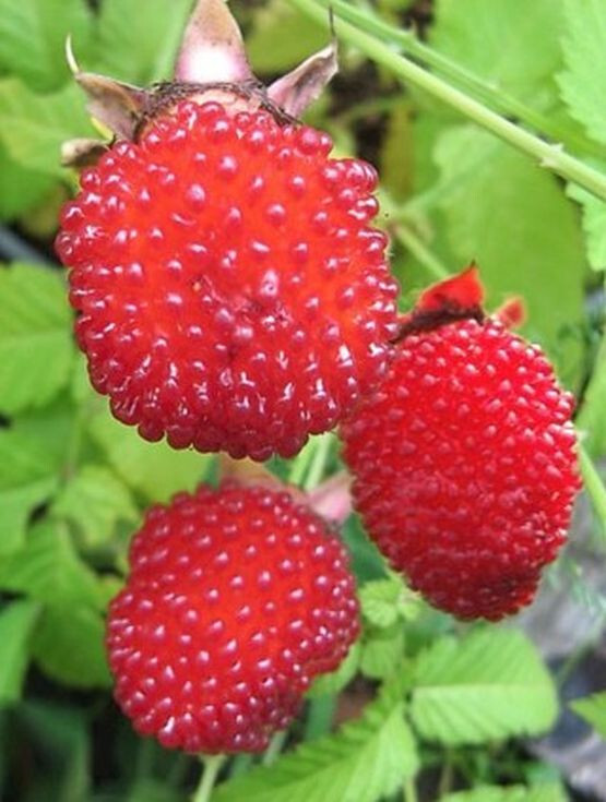 Rubus Illecebrosus 'Funberry' - 9cm Potted Fruit Rare Plant Garden Full ...
