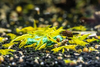 CREVETTE YELLOW NEON NEOCARIDINA DAVIDI JAUNE lot de 10 | eBay