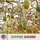10 Dipper Gourd Seeds, Heirloom, Non-GMO, Genuine USA | eBay