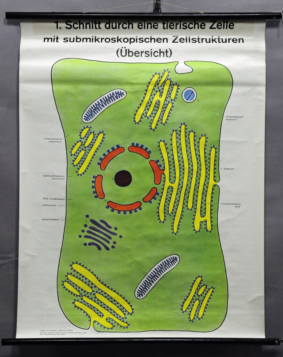 Vintage Poster Rollable Biological Wall Chart Cell