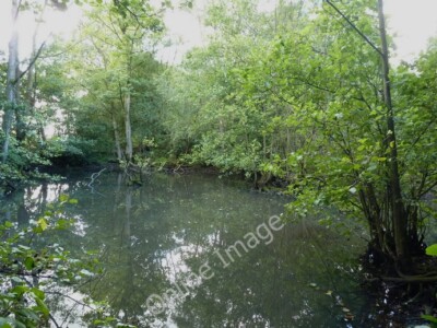 Photo 6x4 A rather stagnant pool in Woodcroft wood Smiths Green One of ...
