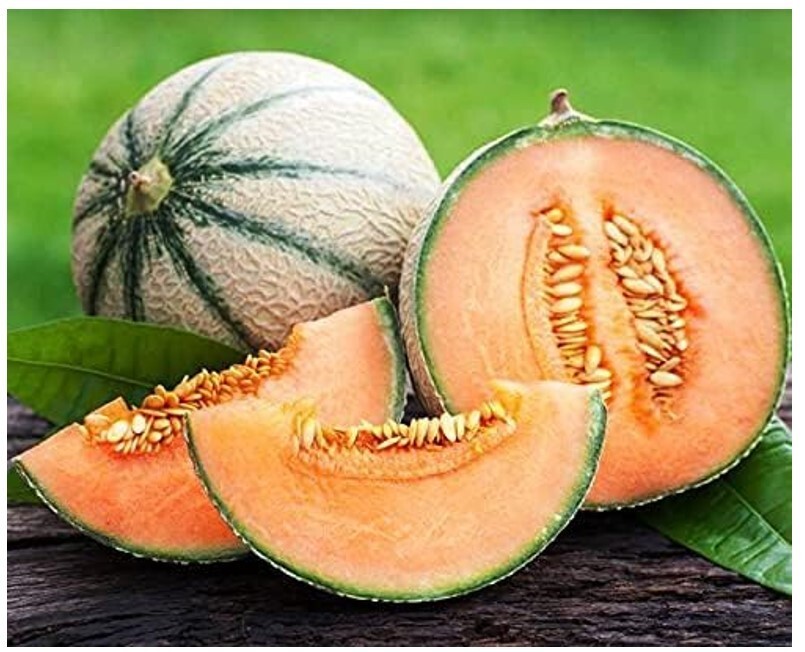 CHARENTAIS MELON FRUIT RARE FRENCH CANTALOUPE SWEET HEIRLOOM NON-GMO 25 ...