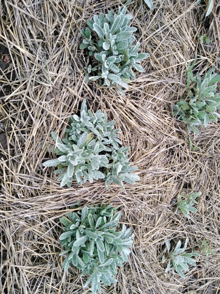 Sideritis scardica, Mursalski Chai, 50 seeds, perennial, Hardy Zone 3 ...