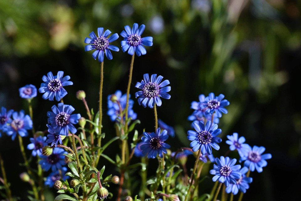 50 THE BLUES BLUE DAISY FELICIA Heterophylla Kingfisher Flower Seeds ...