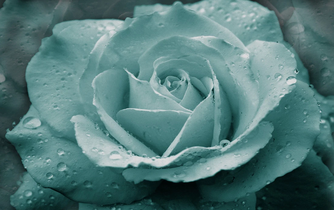 Blue Rose With Raindrops