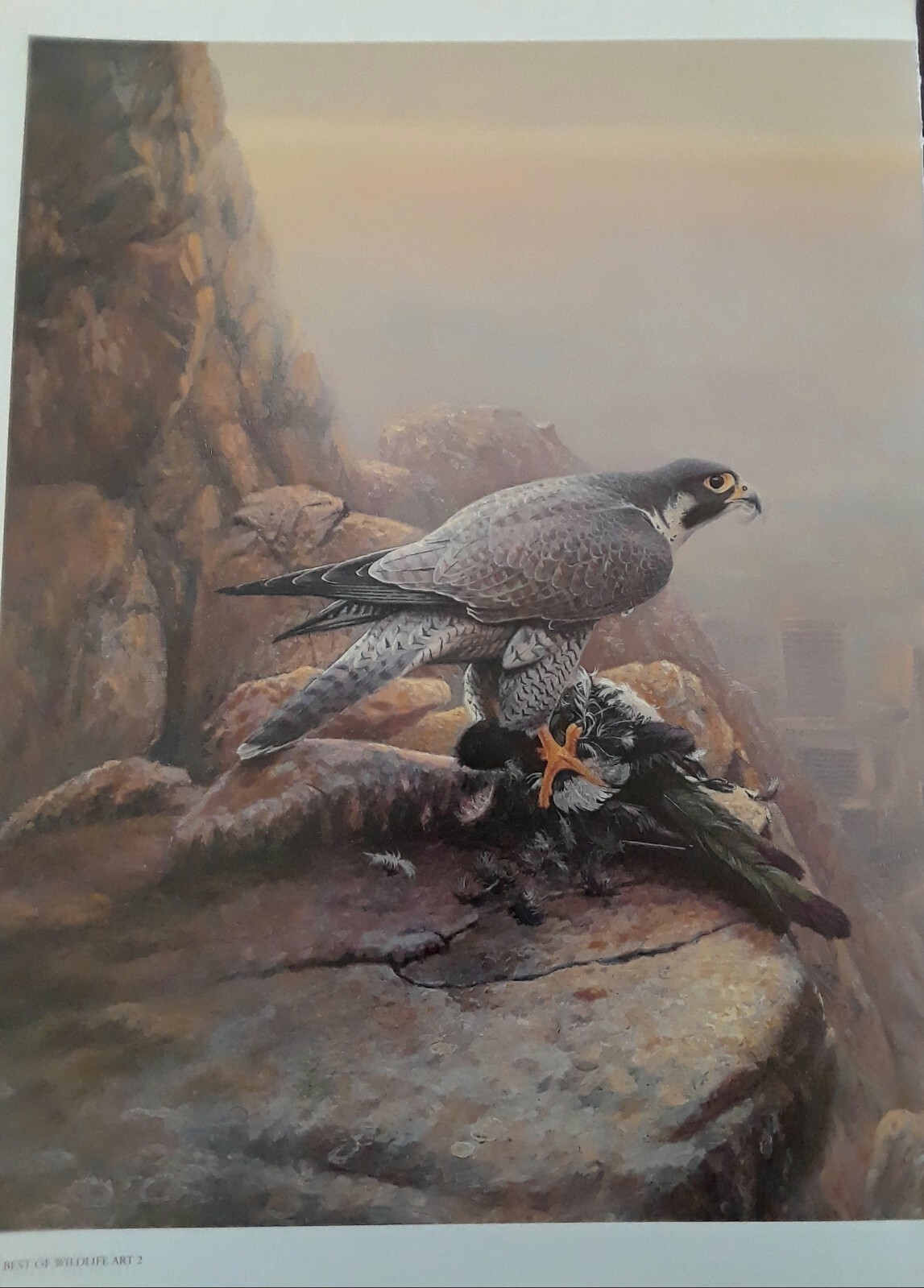 Bernd Poppelmann "Peregrine"-Bird, Wildlife Art Print- 9x12 | eBay