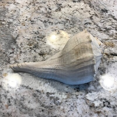 welk Conch Shell 9" natural Whelk Conch sea shell | eBay