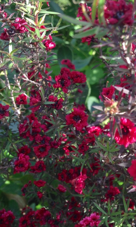 Red Manuka - 500 seeds - Leptospermum scoparium - from New Zealand | eBay