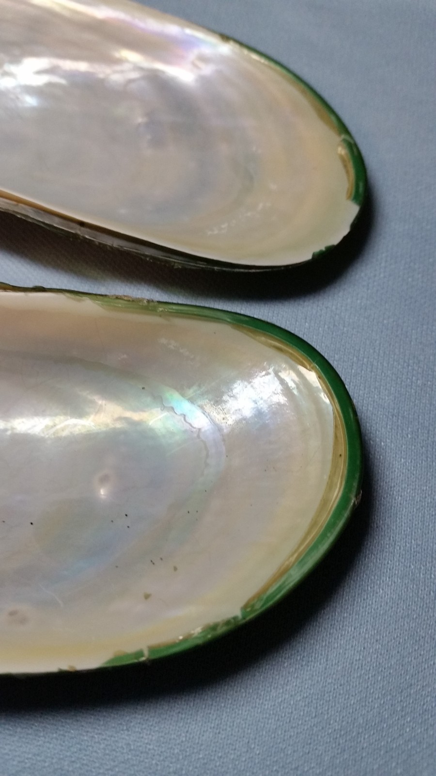 GIANT GREEN MUSSEL ( Perna viridis ) Invades Florida | eBay