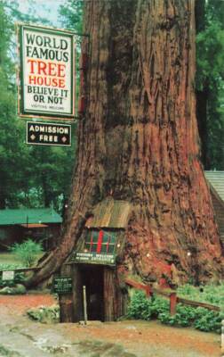 Postcard Tree House Redwood Highway California | eBay