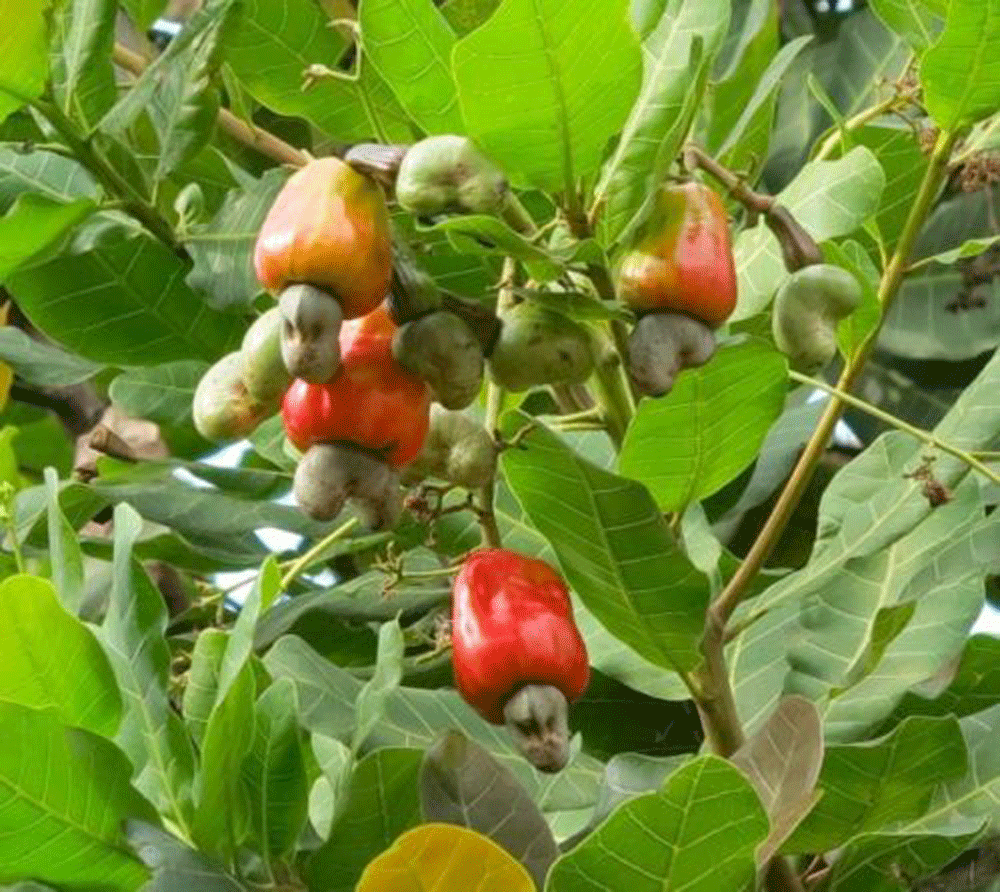 7 seed ANACARDIUM OCCIDENTALE CASHEW NUT TREE RARE TROPICAL FRUIT FRESH ...