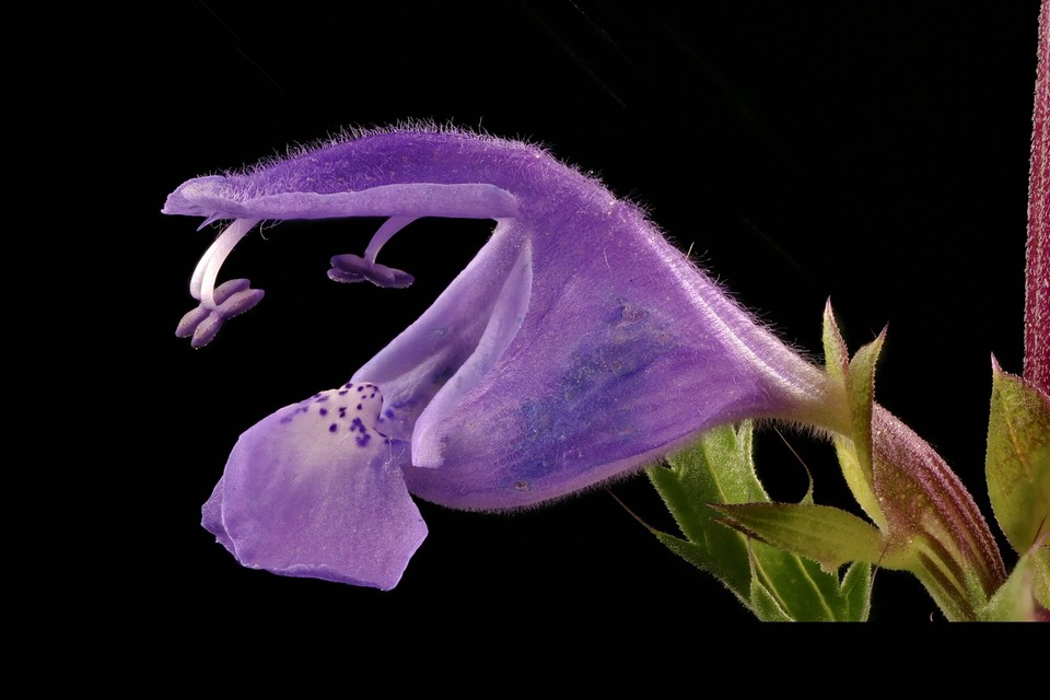 50 Purple False Dragon DRAGONS HEAD OBEDIENT PLANT Dracocephalum Flower ...