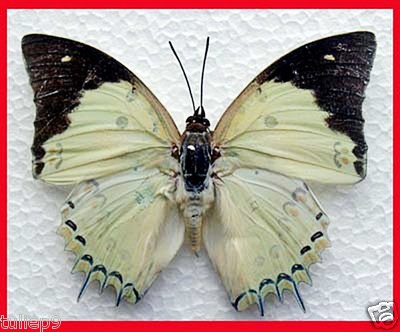 Nymphalidae (Charaxinae) - Polyura delphis concha (m) - Cameron ...