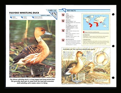 Fulvous Whistling Duck Wild Life Fact File Bird Animal Card Home School ...