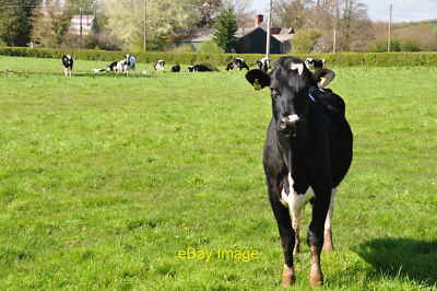 Photo 6x4 East Devon : Cattle Grazing Westwood Looking towards cattle ...