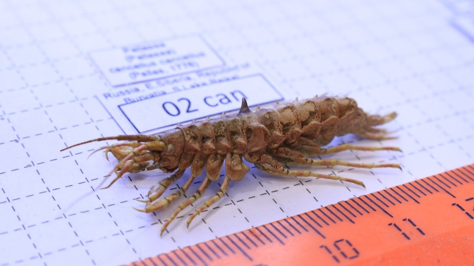 Pallasea cancellus 1 ex, 37mm, Lake Baikal, Ampipoda #02can | eBay