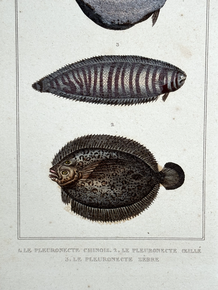 Rare Engraving Fish 19th Colored Deck Hand Zoology Fish | eBay UK