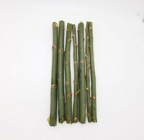 20 Austree Hybrid Willow Tree Cuttings Fast Growing Aussie For Direct ...