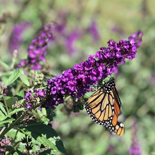 Buddleja Davidii Buzz (Butterfly Bush) Live Plant, Healthy Fully Root ...