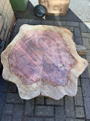 Huge Redwood Sequoia Live Edge Cookie Slab Tree Slice Semi Seasoned Ref ...