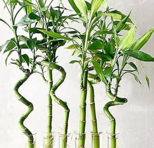 Rare Curly Twisted Lucky Bamboo Plant In Small Pot : $63 Per Pot Free ...