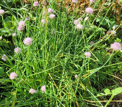 Schnittlauch mehrjährig 50cm hoch Horstbildend alte Hofsorte Saat ...