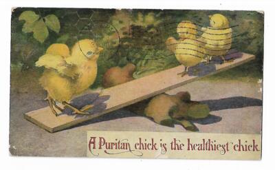 1910 Advertising Postcard Puritan Chick Food William Weigel York PA ...