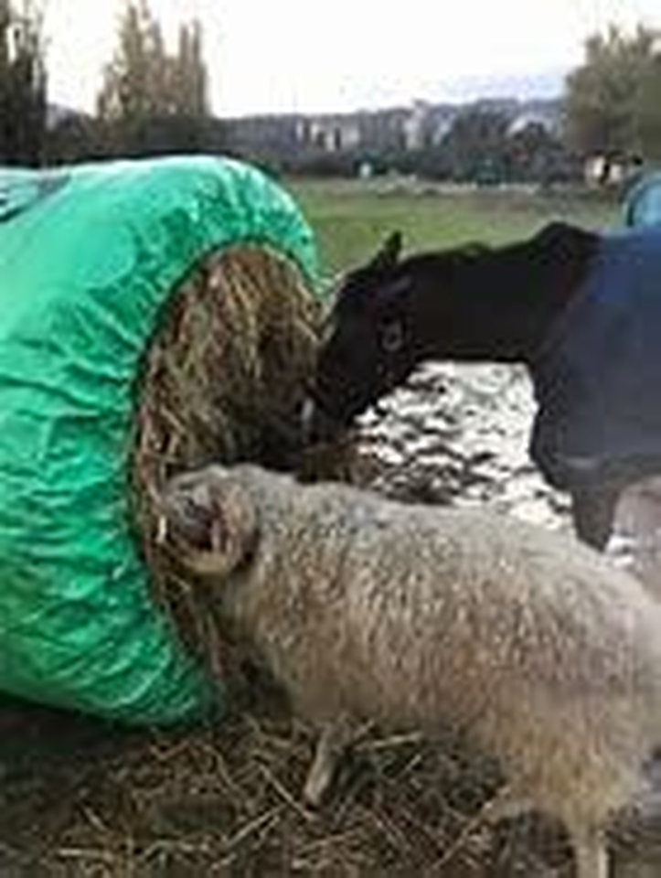 Small - the Ultimate round Bale Hay Feeder, Preserves Hay, Prevents ...