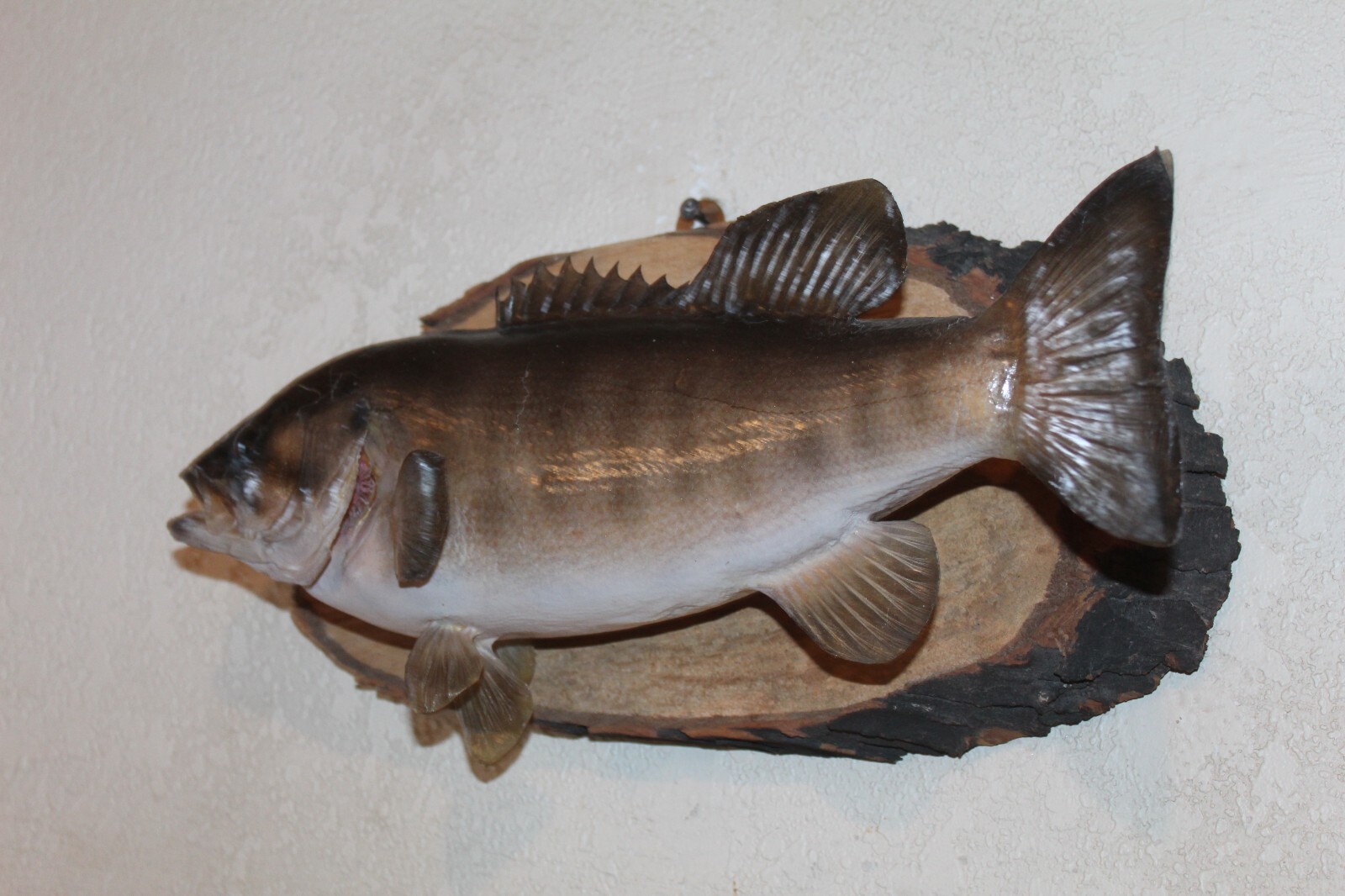 Taxidermy Trophy Smallmouth Bass Mount Real Skin Game Fish Northern ...