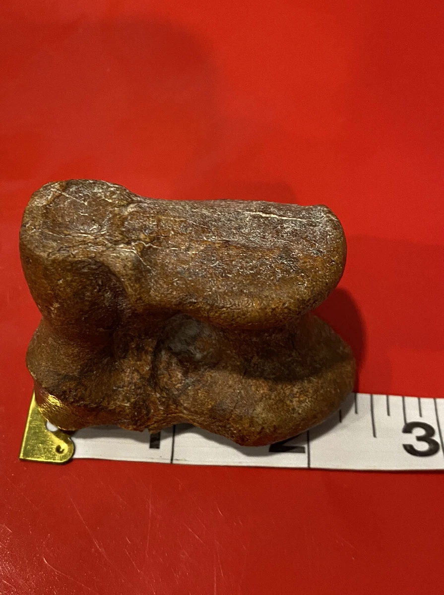 Astragalus Bone Dinosaur