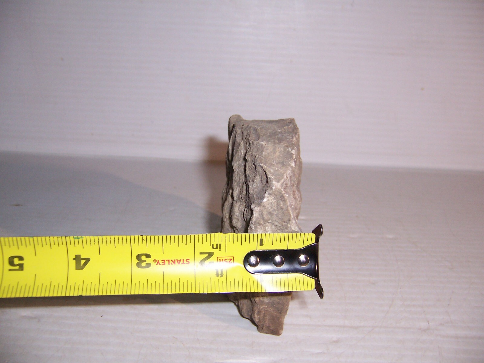 Lepidodendron Mississippian Period Fossilized Tree Root | eBay