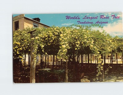 Postcard Worlds Largest Rose Tree Tombstone Arizona USA | eBay
