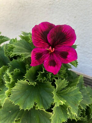Very Unique Geranium Purple Pelargonium Geranium 9’’ Rooted Live Plant ...