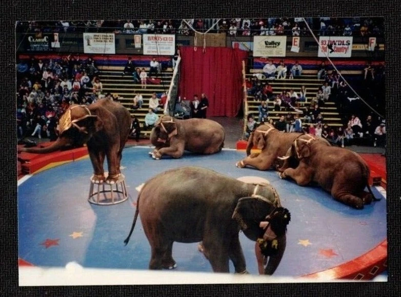 Circus Elephants Doing Tricks