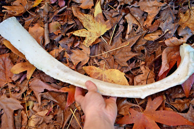 Ethically Sourced Real Genuine Old Australian Bovine RIB BONES Cow Bull ...