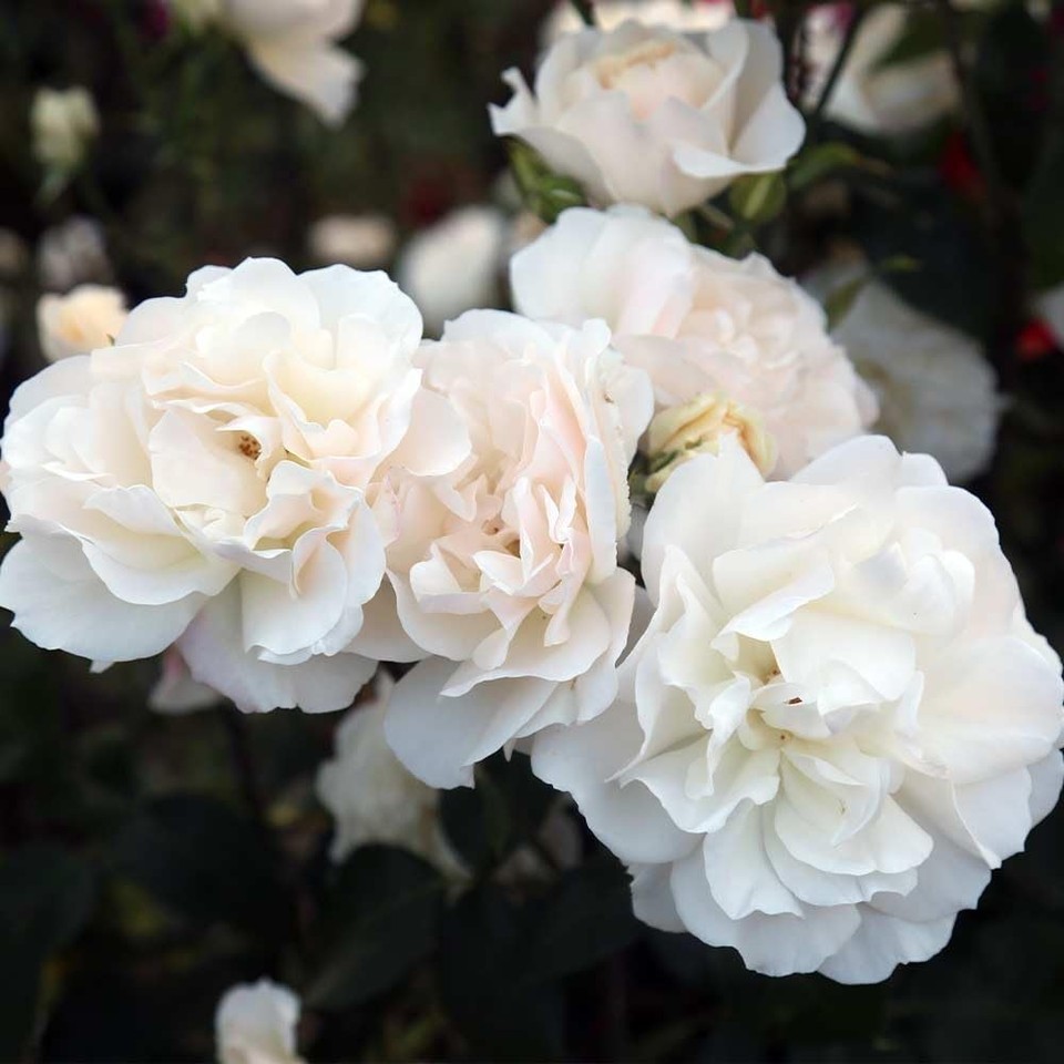 White Climbing Rose Bush - Cloud 10™ Live Rose Plant for Planting ...