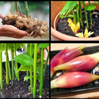 2+ Myoga Ginger Roots - BOGO 60% off Sale Ready To Grow Fresh Ginger | eBay