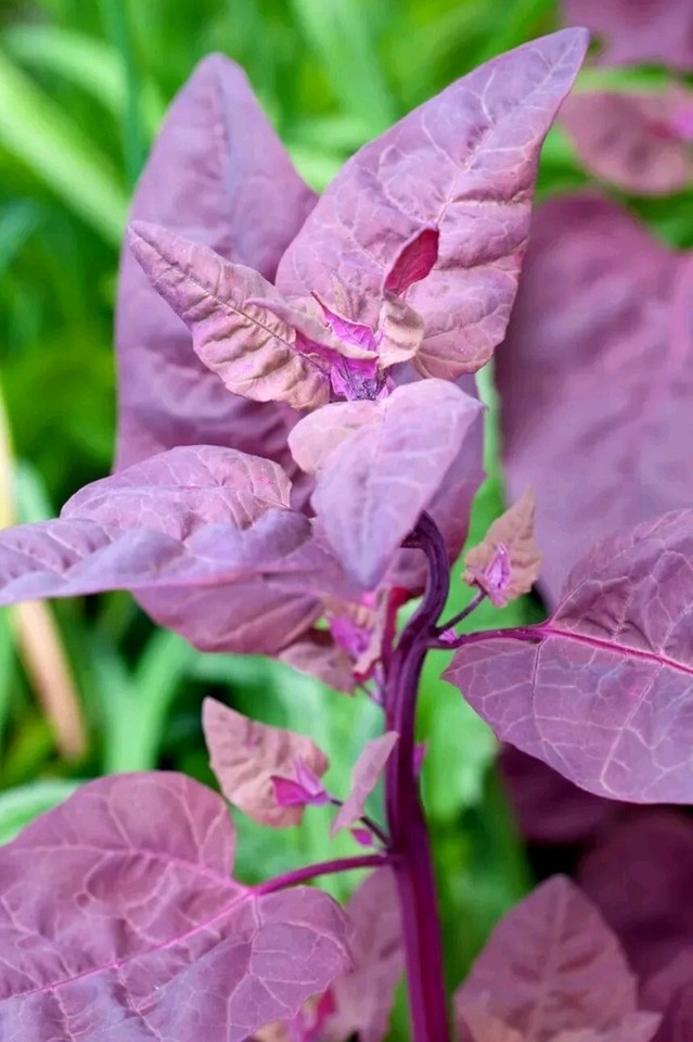 Red Orach (Atriplex hortensis rubra) SEEDS | eBay