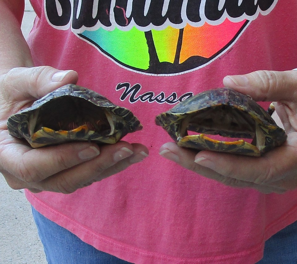 2 piece lot Red-eared Slider Turtle Shells 4 inches, Terrapin ...