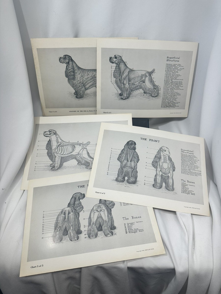 Spaniel Anatomy